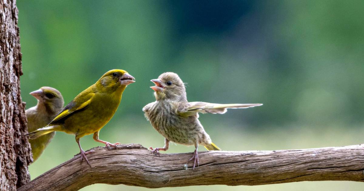 De grappigste dierenbeelden van het jaar: deze foto was de grote ...