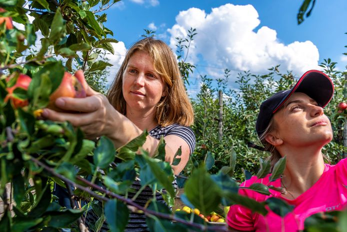 Appels plukken mega populair, en het kan dit weekend op boerderij in ...