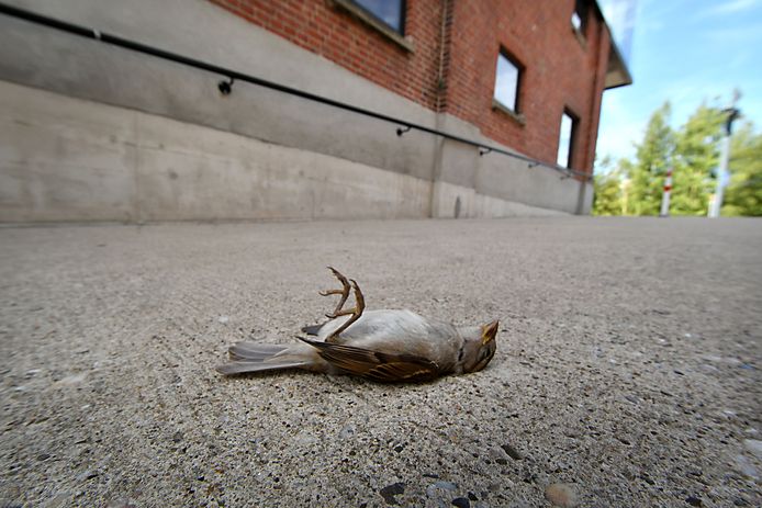 Vallen de mussen in Twente echt dood van het dak door de hitte? ‘Nee ...