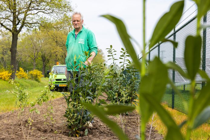 31 laurieren van dit formaat? 'Gruune Jopie' is boos over diefstal ...