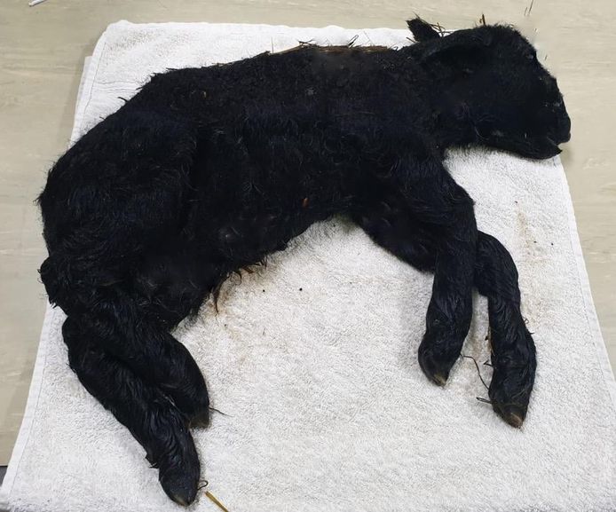 Politie deelt heftige foto van gedumpt dood lammetje: ‘Dit is ...