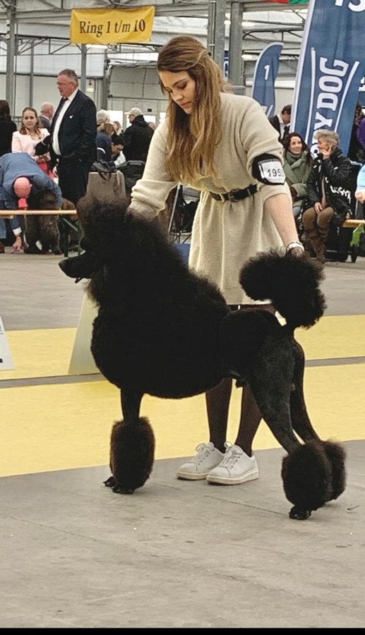 Julia (24) reist hondenshows in hele land af met poedel Amor: ‘Hij ...