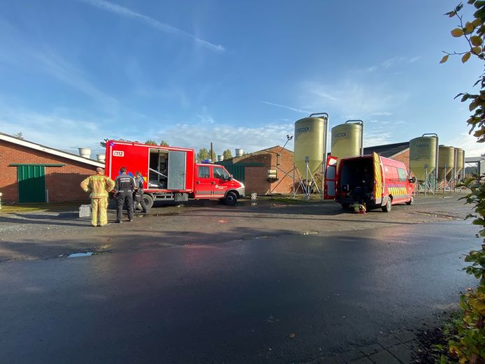 30 varkens zakken door vloer en belanden in aalput: dierenrescueteam brandweer uren in de weer ...