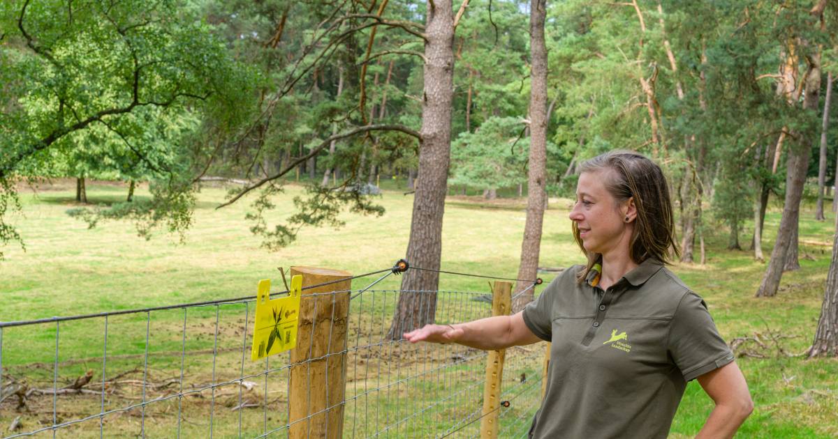 Hoe boswachters dieren proberen te beschermen na fatale aanval waarbij ...