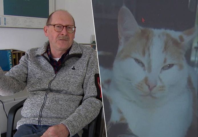 KIJK. Twintig katten op één jaar tijd dood teruggevonden in kanaal in ...