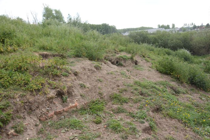 Historische Singelberg bedreigd door konijnen: groen licht voor ...