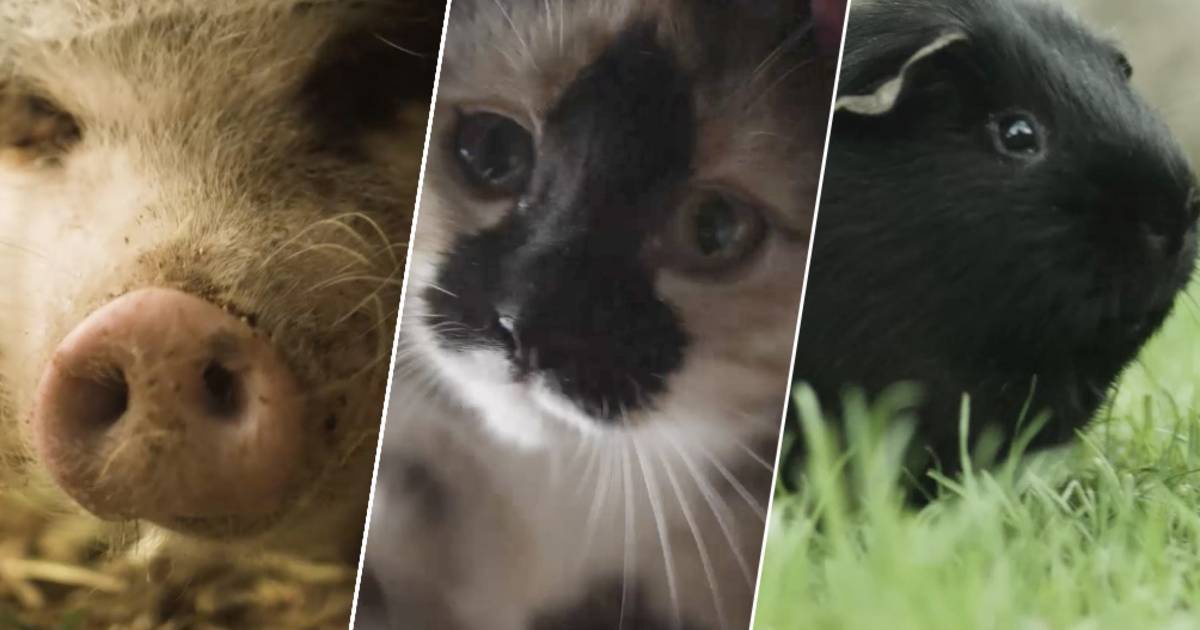 “Niet elk dier heeft een schattig verhaal”: Versele-Laga roept op om ...