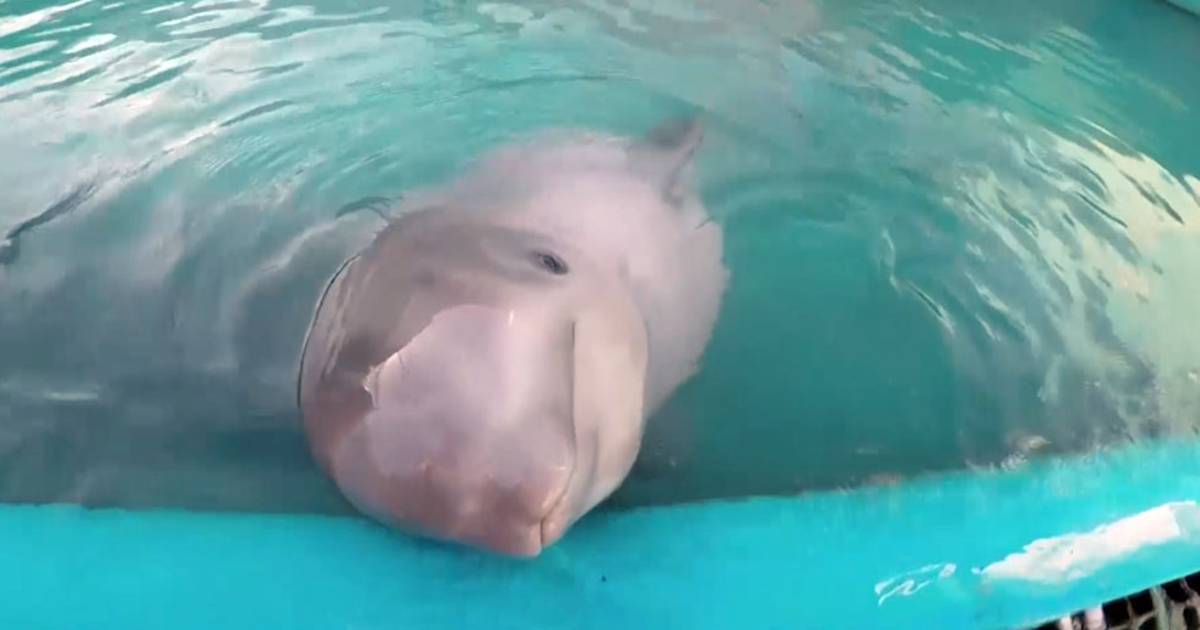 Jonge witte dolfijn van de dood gered, maar Tyonek leeft nu in ...