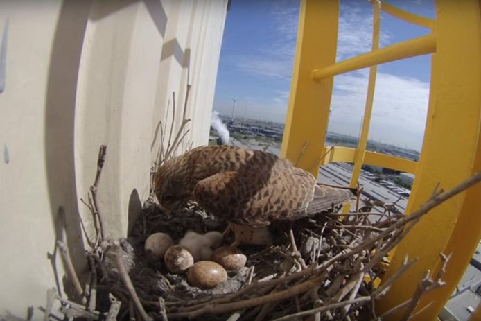 Gyproc viert geboorte van torenvalk | Beveren | hln.be