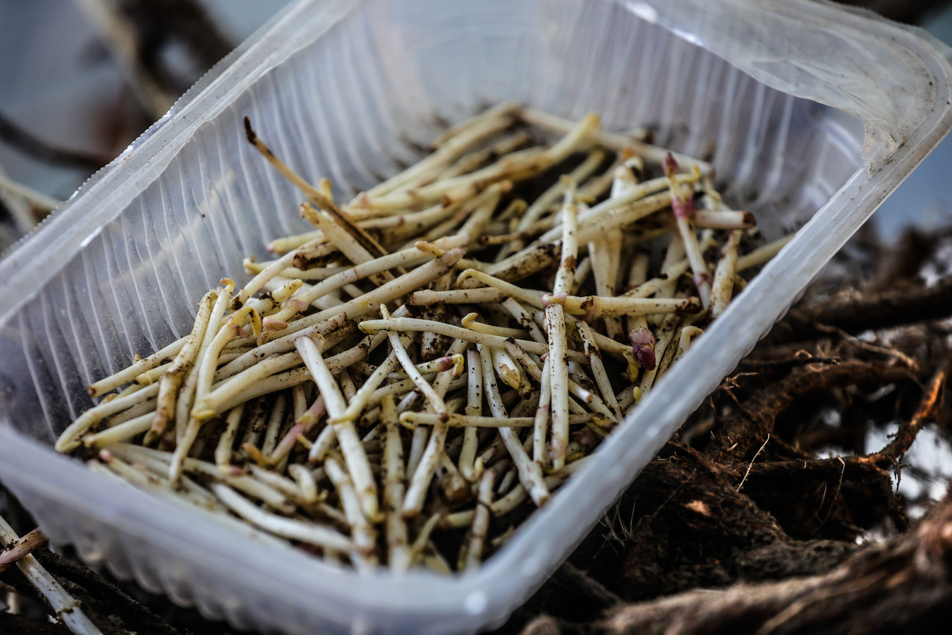 Ivan (67) teelt al 40 jaar de duurste groente van het land: “Op handen ...