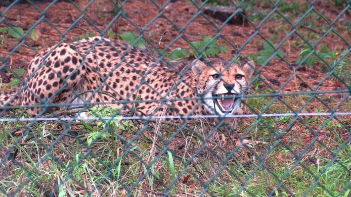 ‘Straf’ voor Duitse leerling (17) die werd aangevallen door cheeta in Beekse Bergen: 'Heeft iets ...