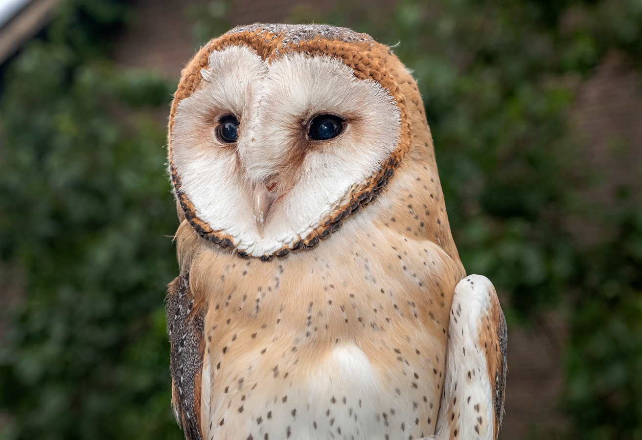 De kerkuil heeft het zwaar, want de muizen zijn verdronken | Foto | AD.nl