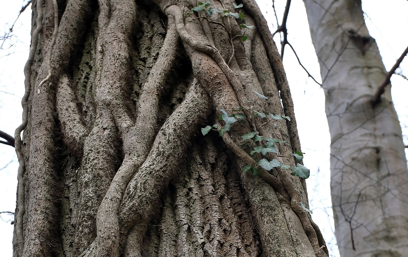 Fantastisch groene muurbedekker: ‘Geniet van biodiversiteit die de ...