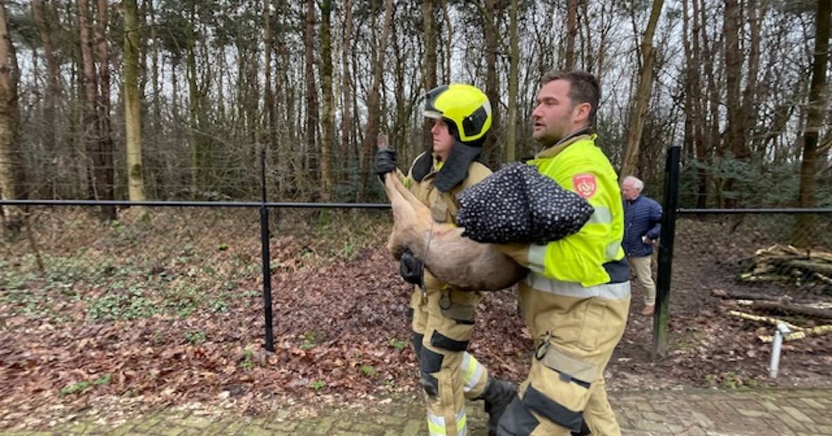 Ree komt klem te zitten tussen hek: dier op brancard naar de opvang ...
