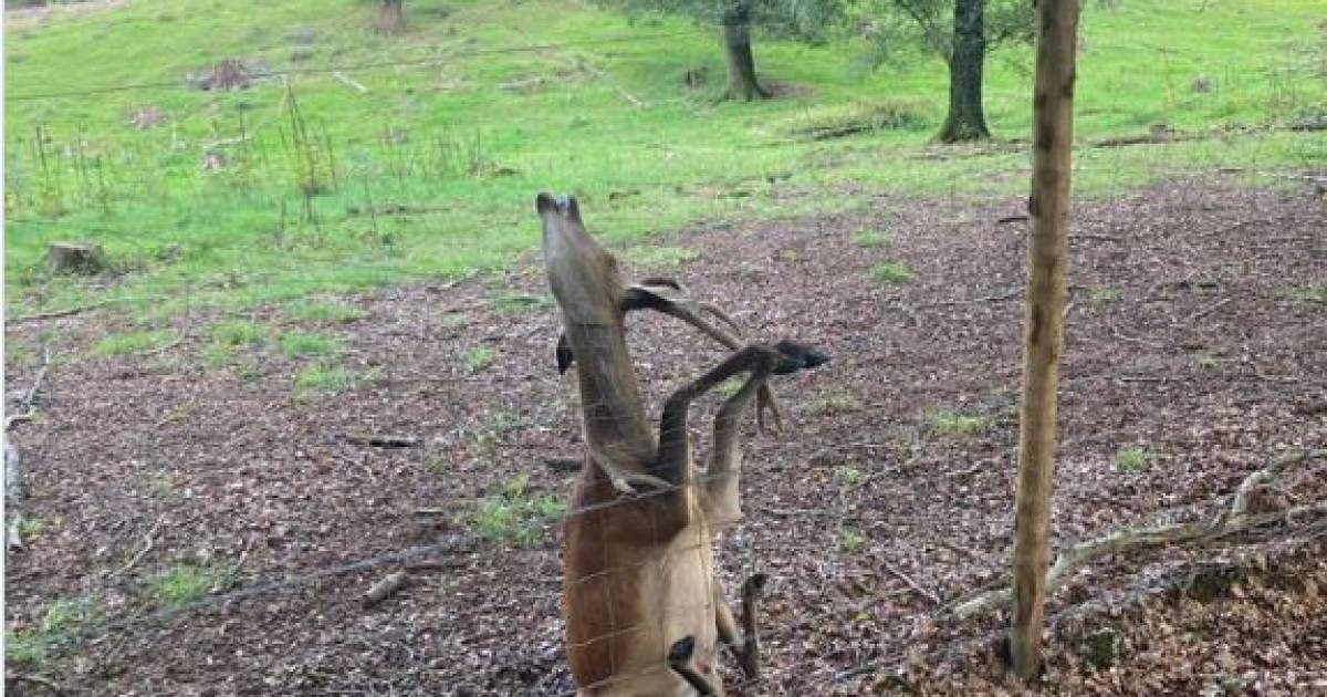 Hert loopt zich in blinde paniek dood in raster: ‘Verschrikkelijke dood ...