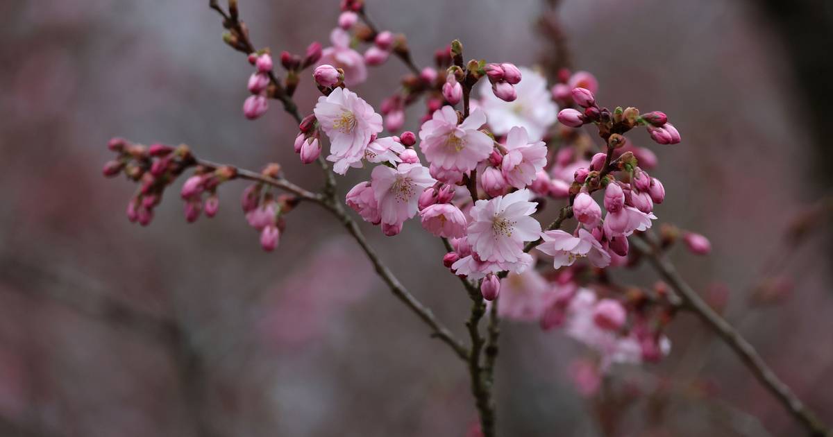 WEERBERICHT. Nat, natter, natst: betrokken zondag met regen in de ...