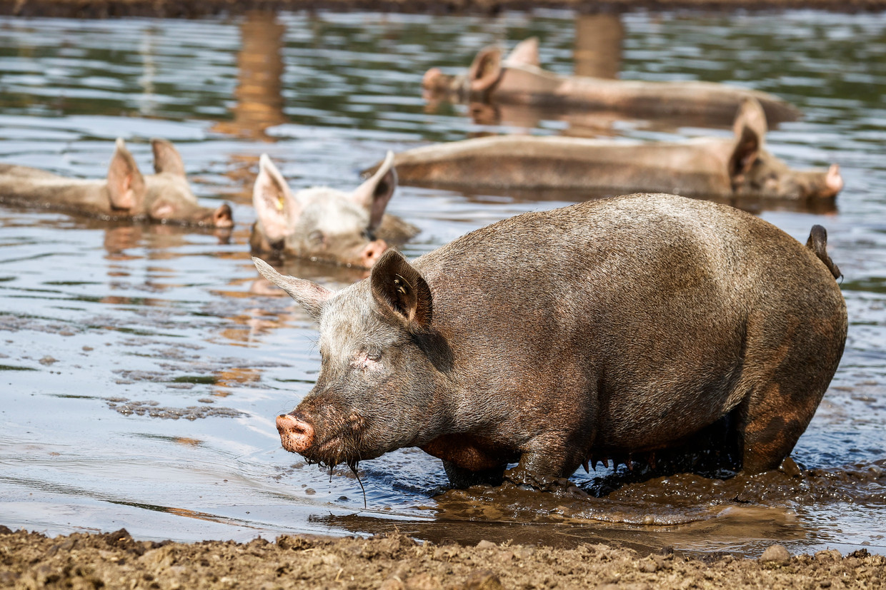 De mooiste modderpoel blijkt een fantastische afleiding van dit ...