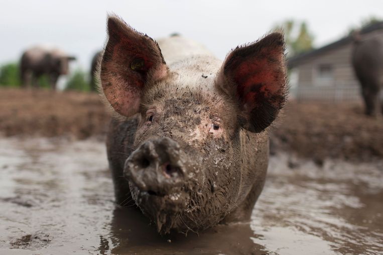 Weeg dierenbelangen mee bij hervorming landbouw, zegt Varkens in Nood