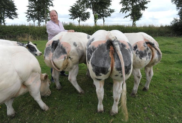 Dikbillen zijn klaar voor grote dag | Zeeuws-Vlaanderen | pzc.nl