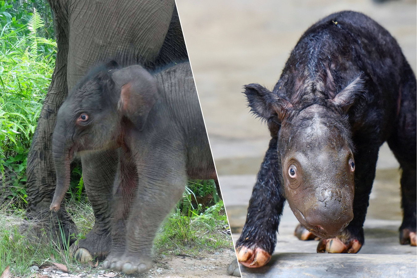 Naissances d'un éléphant et d'un rhinocéros de Sumatra, espèces ... Naissances d'un éléphant et d'un rhinocéros de Sumatra, espèces ...