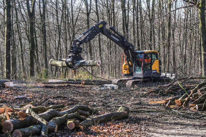 Provincie verwijdert uitheemse bomen uit domein Palingbeek | Ieper | hln.be