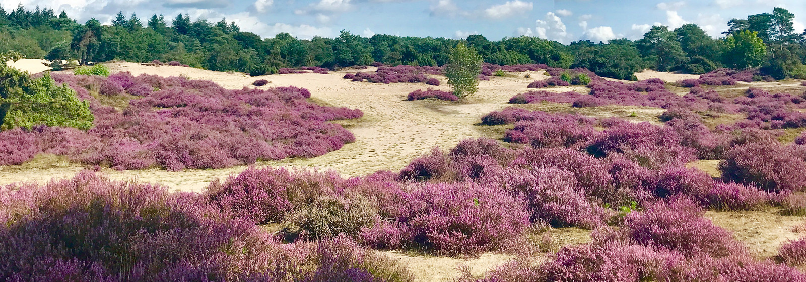 Kijk en geniet: dit zijn de mooiste heidefoto’s van regio Utrecht ...