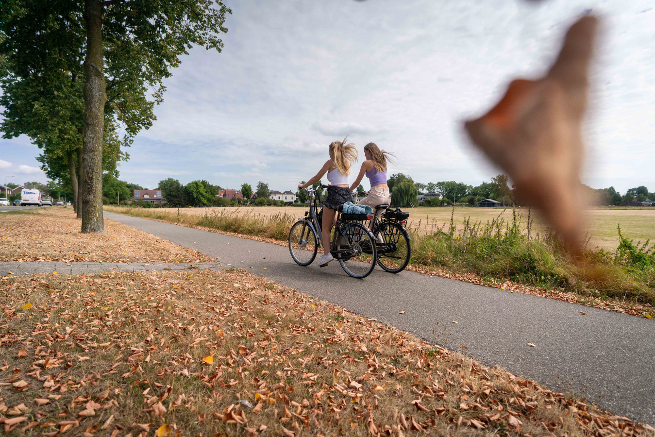 De herfst begint in augustus door droogte en warmte: bruine bomen en ...
