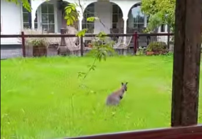 Wallaby Hop ontsnapt op Urk: ‘Hoop dat hij zich vanavond weer laat zien ...