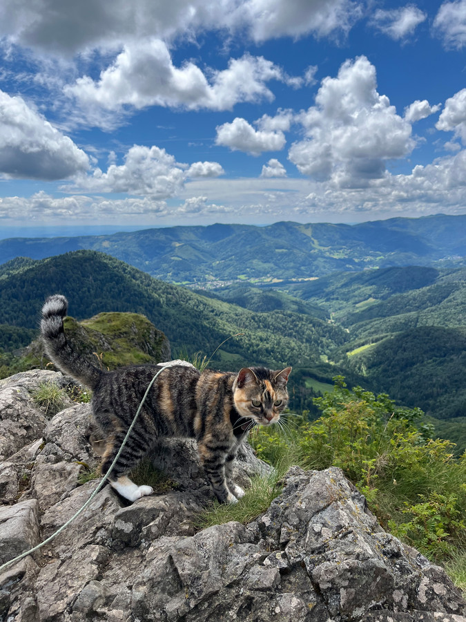 Samen met zijn kat Jamy liep Willy (35) van Helmond naar Nice: ‘Ze was ...