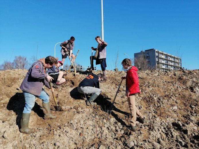 1.100 extra bomen aangeplant voor stadsrandbos in Tienen: “Foutje van ...