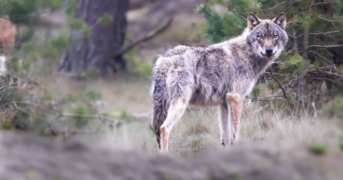 Wolf loopt in het donker op openbare weg bij Veluwe, wordt aangereden ...