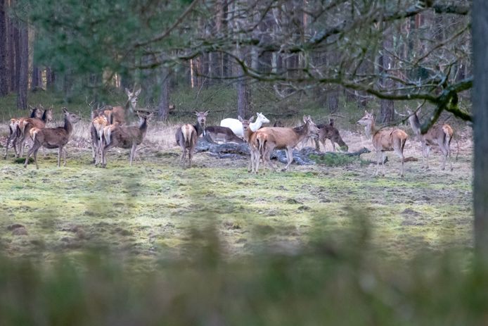 Wit hert gespot op de Veluwe: 'dat is heel uitzonderlijk' | Epe ...
