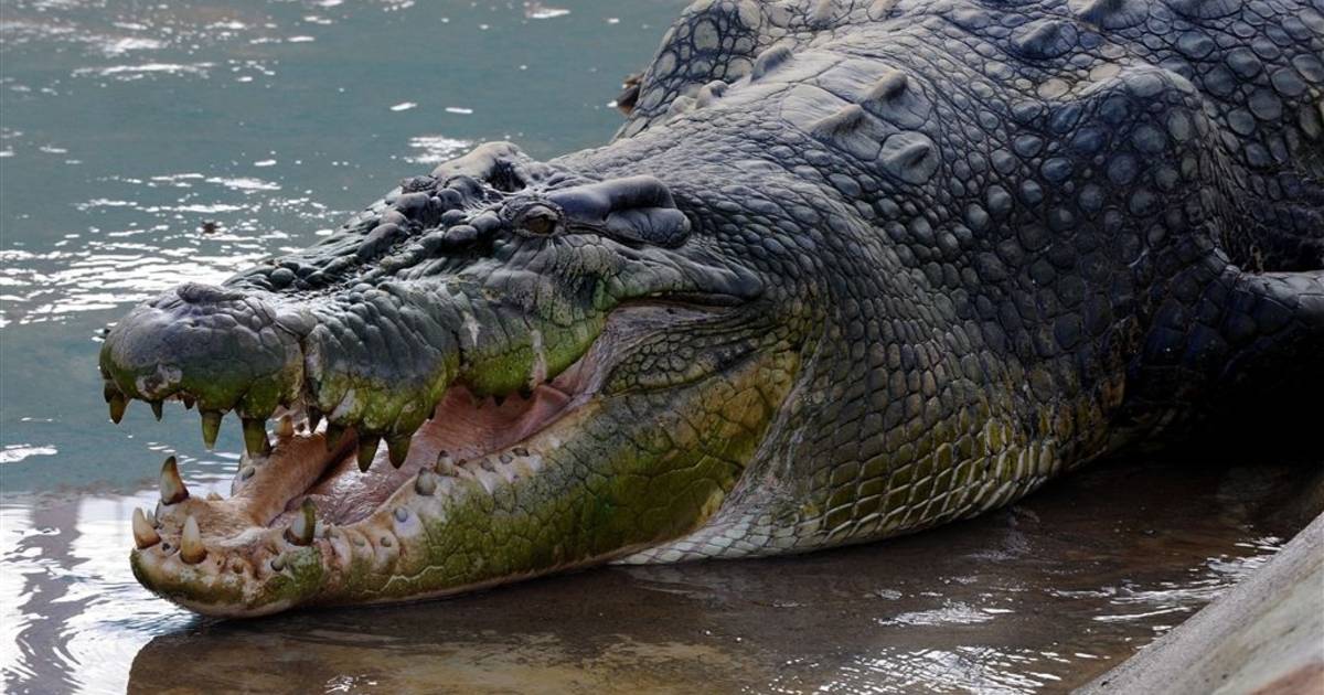 Grootste krokodil ter wereld overleden | Overig | bndestem.nl