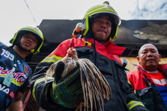 Duizend dieren levend verbrand op beroemde ‘moeder van alle markten’ in ...