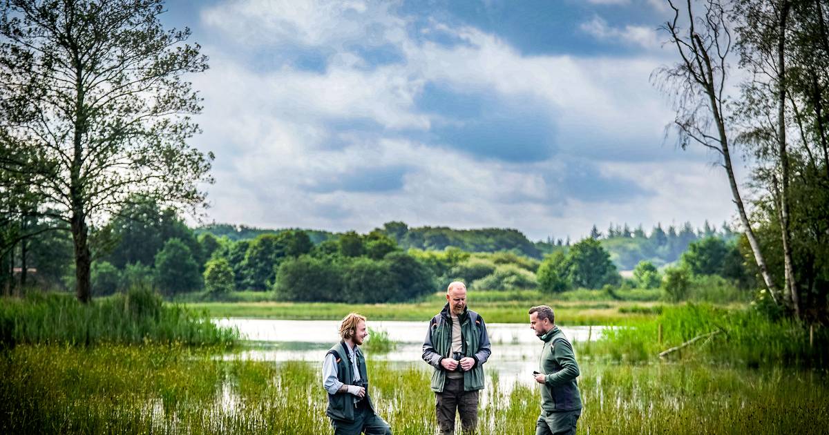 Boswachters houden telling in Ulvenhoutse bos: ‘Hier leven misschien ...