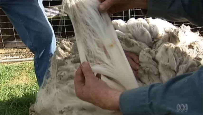 Is dit het 'meest wollige schaap' ter wereld? | Foto | AD.nl