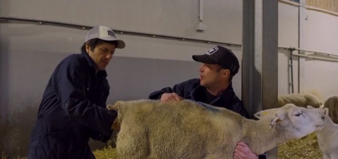“Mijn trouwring zit nog ergens in dat schaap”: Mathias en Dieter ...