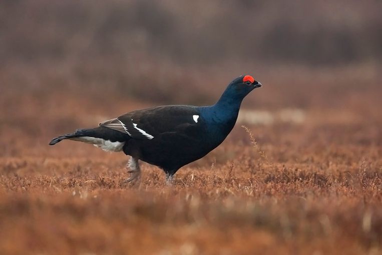 Het zal jaren duren, maar de natuur gaat stikstofreductie zeker merken