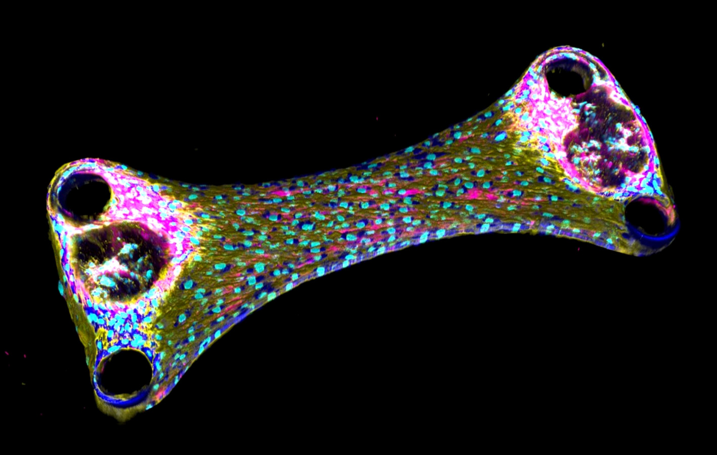 ‘Hondenbot’ van menselijke cellen: Radboudumc kweekt mini-botje voor ...