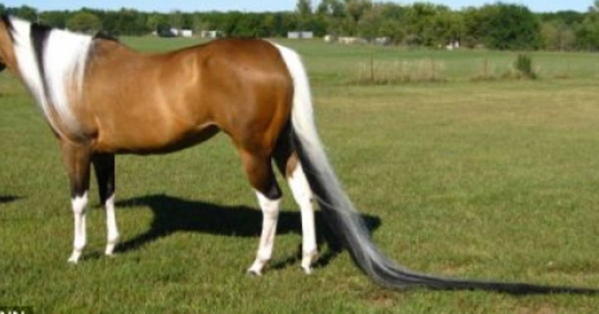 Summer Breeze, le cheval qui a la plus longue queue du monde | Insolite ...