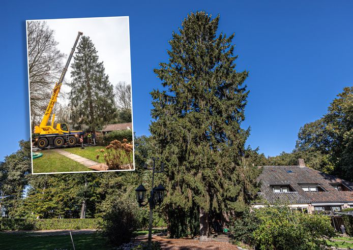 Bij de buurman kapte gemeente Zwolle illegaal een kerstboom: Rene moet ...