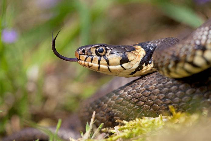 Ringslang ontdekt in de Biesbosch: ‘Niet agressief en niet giftig ...