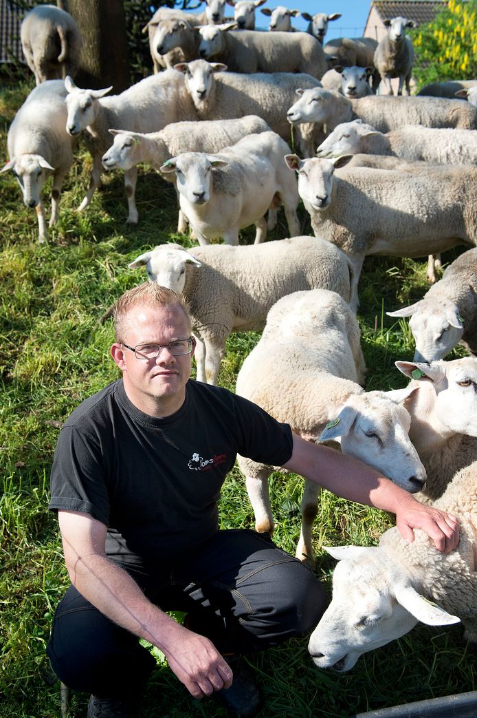 Wilbert Verriet scheert tijdens de Molendagen elk uur een schaap bij de ...