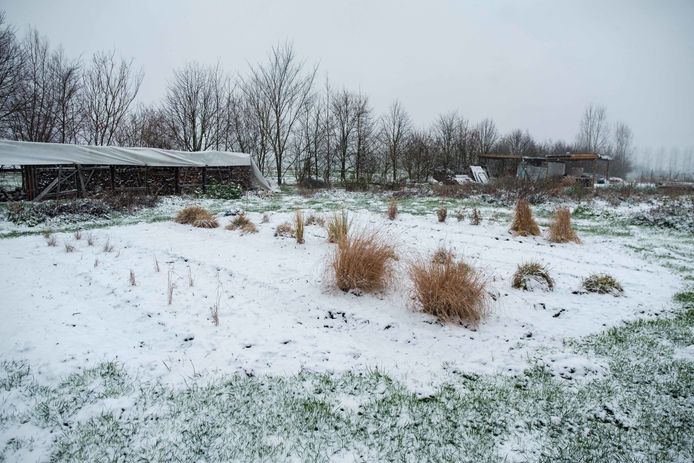 Net 40.000 tulpen geplant, maar eigenaar maakt plots einde aan ...