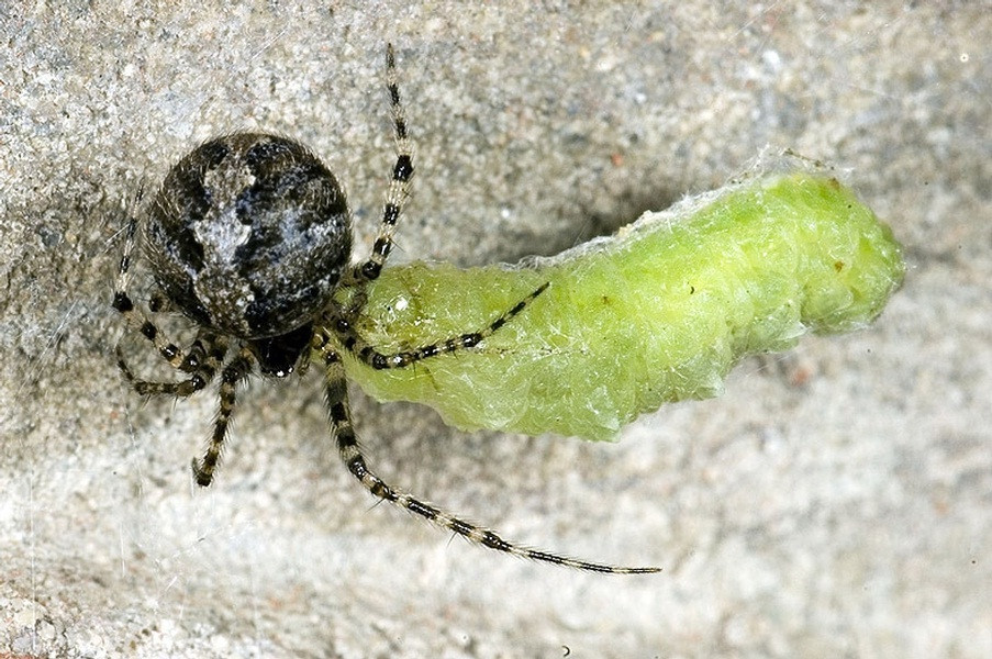 Weet waarvoor je gilt: herken jij deze spinnen? | Foto | hln.be