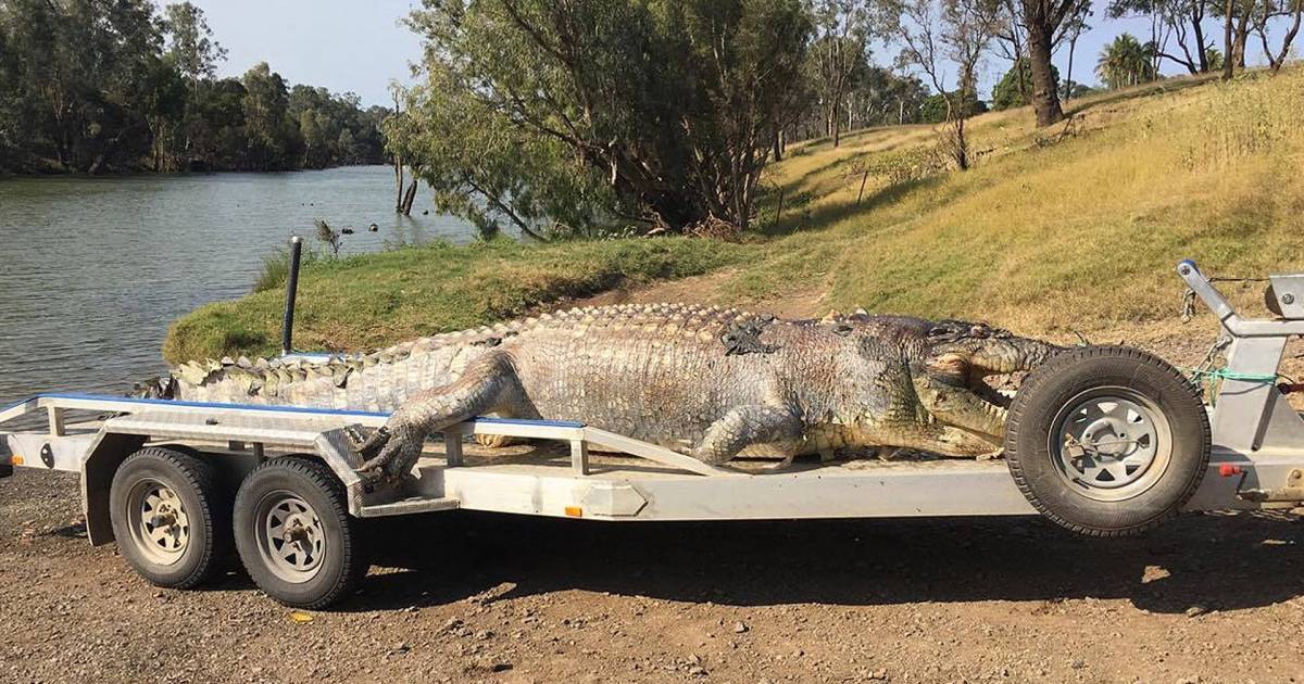 Mogelijk grootste krokodil in 30 jaar sterft door kogel in kop | Buitenland | AD.nl