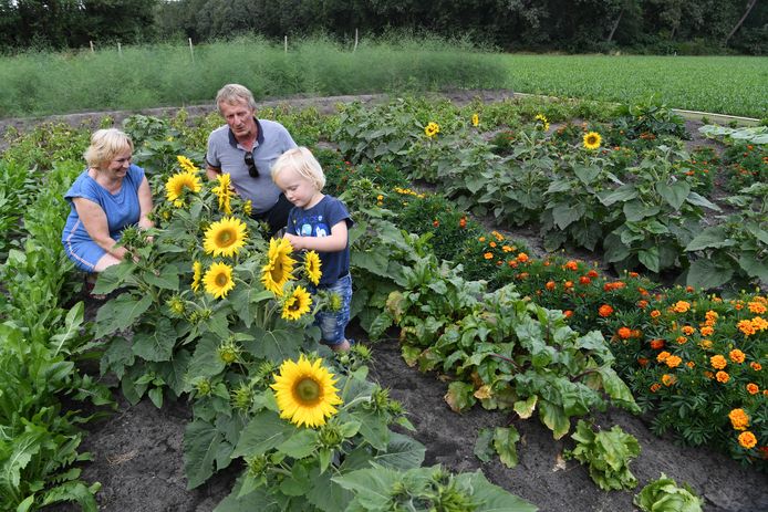 Frans en Roos Voesenek genieten elke dag van hun moestuin: ‘We eten ...