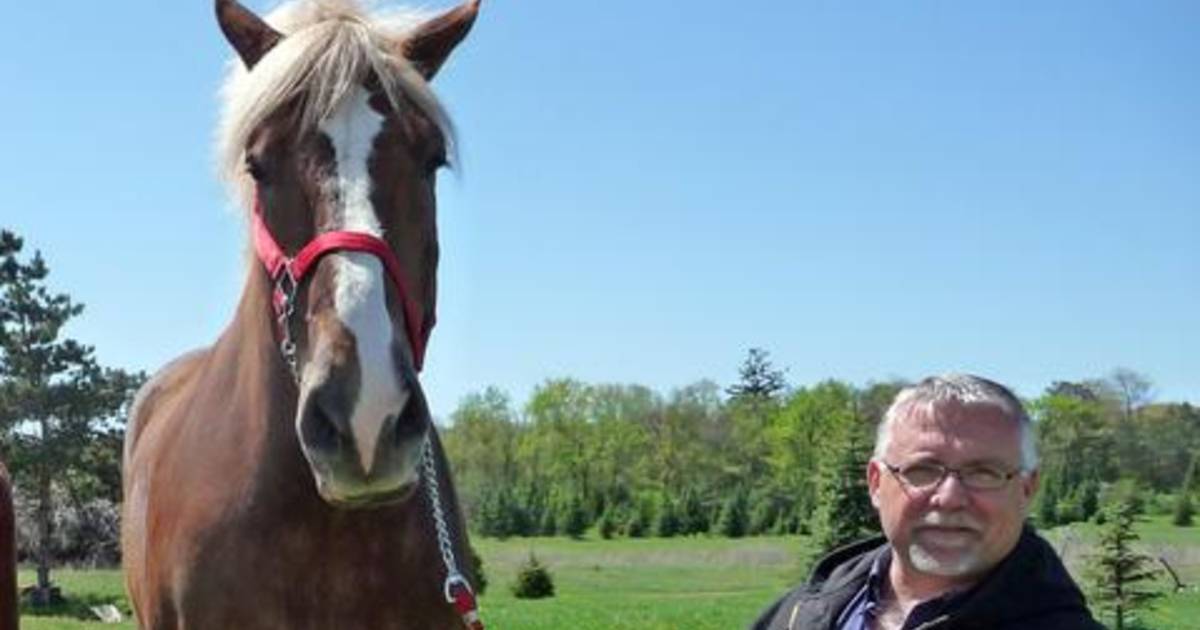 Grootste paard ter wereld is van Belgische afkomst | Dieren | hln.be