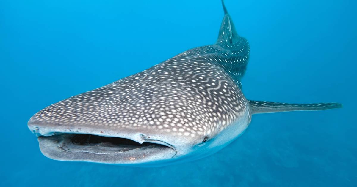 Nieuwsgierige walvishaai maakt natuurfotograaf wereldberoemd | Bizar ...