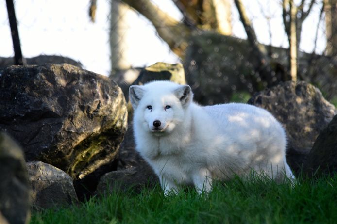 Sneeuwwit poolvosje voelt zich meteen thuis in waterkoud Blijdorp ...
